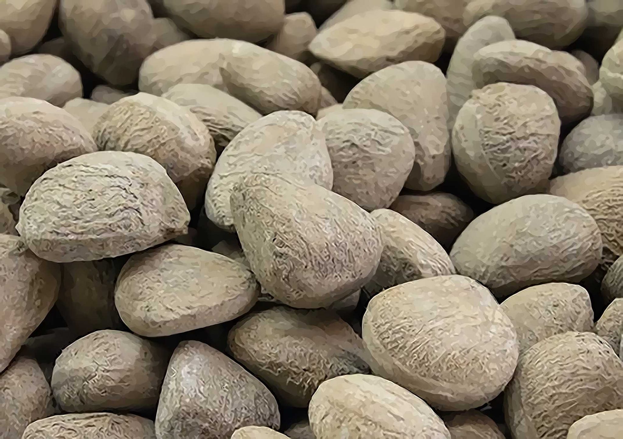 Kluwek (Pucung) yang Menyimpan Segudang Khasiat – RawonKluwek.com ...